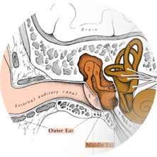 The Anatomy of the Hearing System – Marin Hearing Center