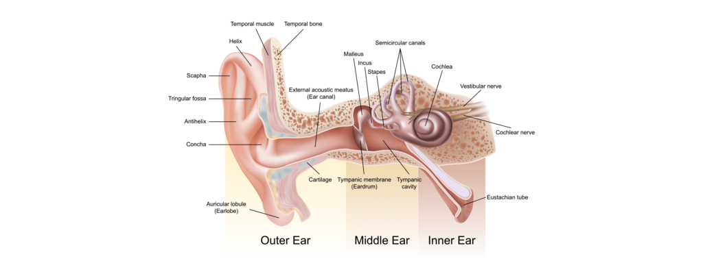 The Anatomy of the Hearing System – Marin Hearing Center