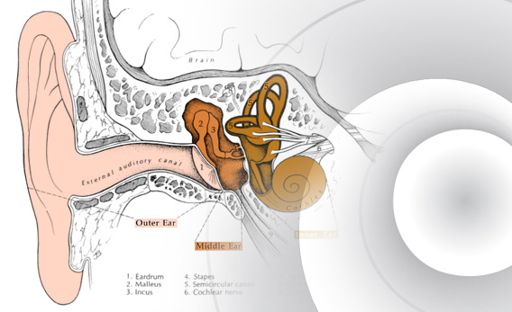 The Anatomy of the Hearing System – Marin Hearing Center